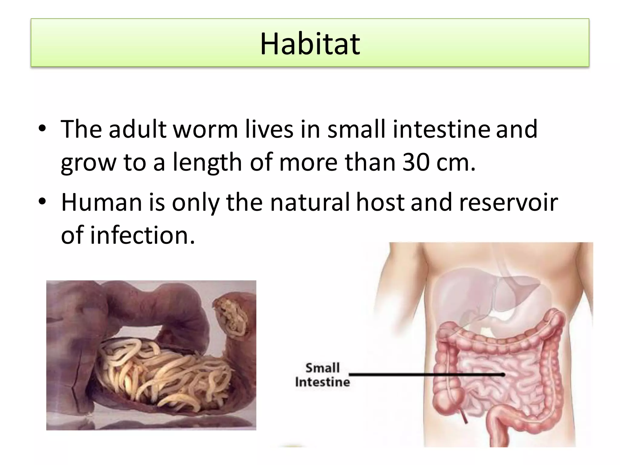 Ascariasis- Roundworm Infection | PDF