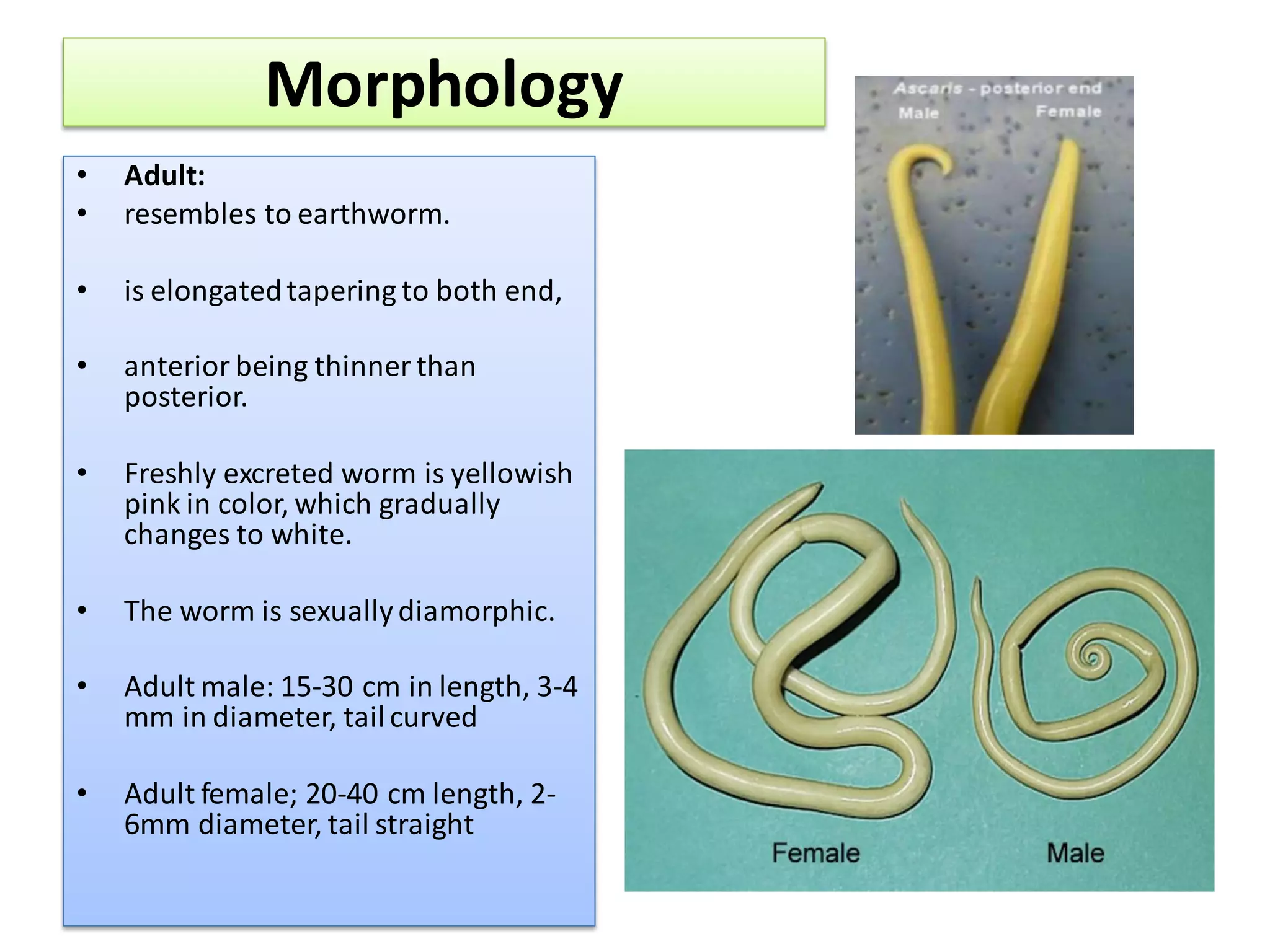 Ascariasis- Roundworm Infection | PDF