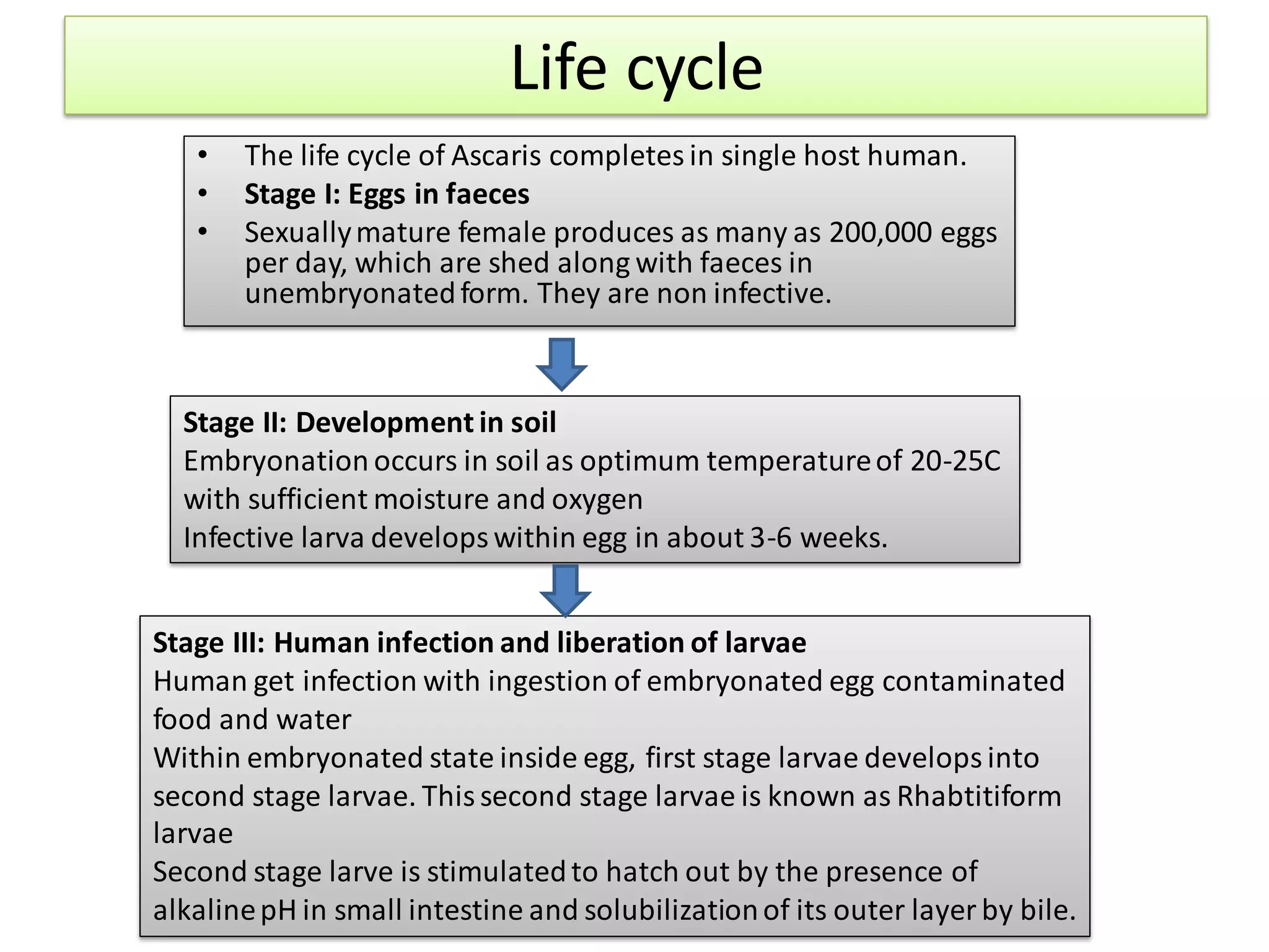 Ascariasis- Roundworm Infection | PDF