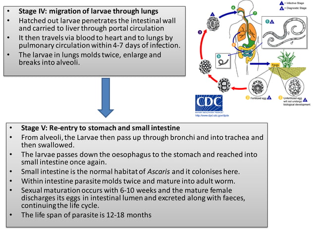 Ascariasis- Roundworm Infection | PDF | Infectious Diseases | Diseases ...