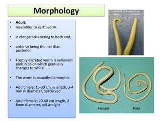 Ascariasis- Roundworm Infection | PDF