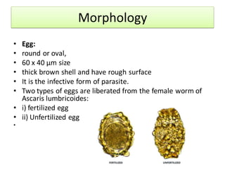 Ascariasis- Roundworm Infection | PDF