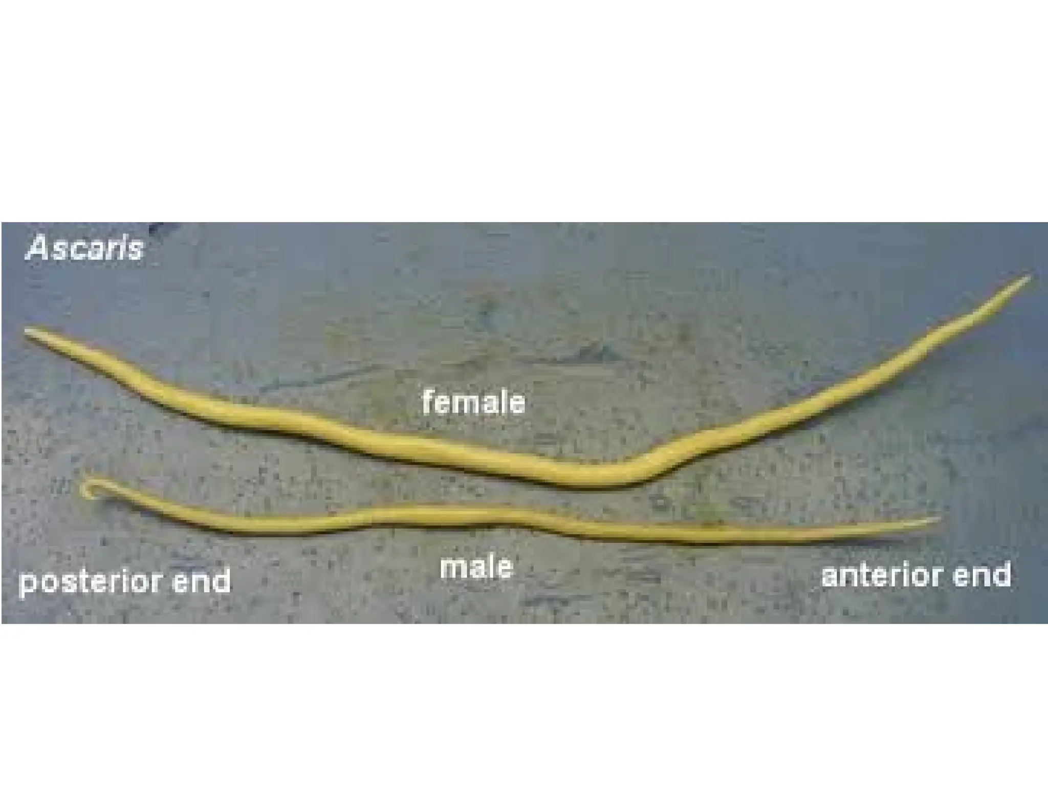 Ascaris lumbricoides is the most common parasitic worm in humans | PPTX