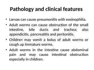 Ascaris lumbricoides is the most common parasitic worm in humans | PPTX