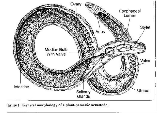 Ascaris lumbricoides is the most common parasitic worm in humans | PPTX ...