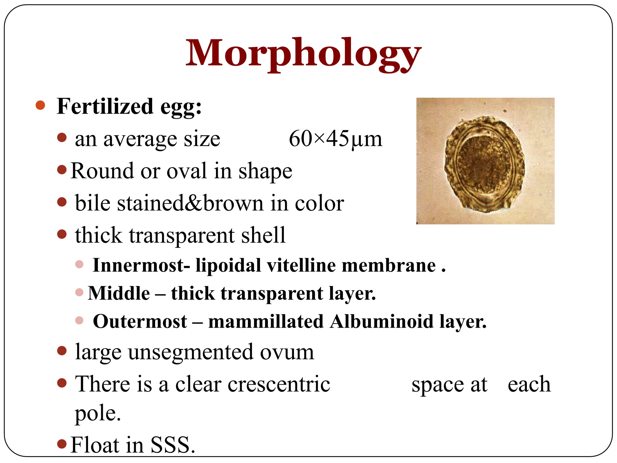 Ascariasis.pptx medical parasitology ppt | PPTX