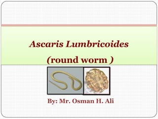 Ascariasis.pptx medical parasitology ppt | PPTX