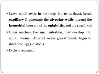 Ascariasis.pptx medical parasitology ppt | PPTX