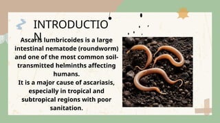 ASCARIASIS AND HOOKWORM PRESENTATION MICROBIOLOGY | PPTX