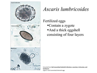 Ascariasis final | PPT