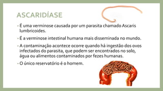 Ascaridíase - Lombriga - Ascaris Lumbricoides | PPT