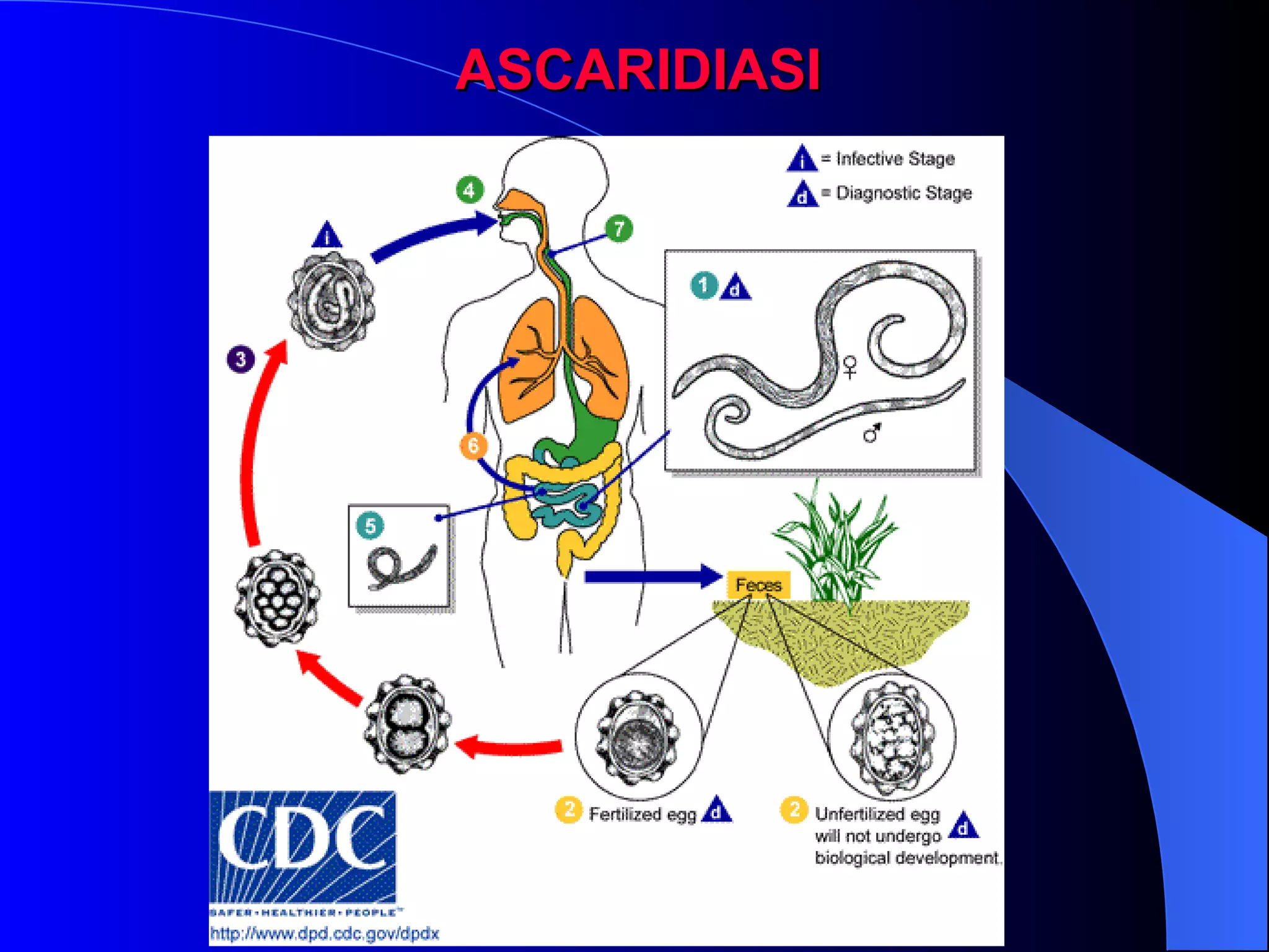 Ascaridiasi | PPT