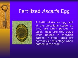 Ascaris | PPT