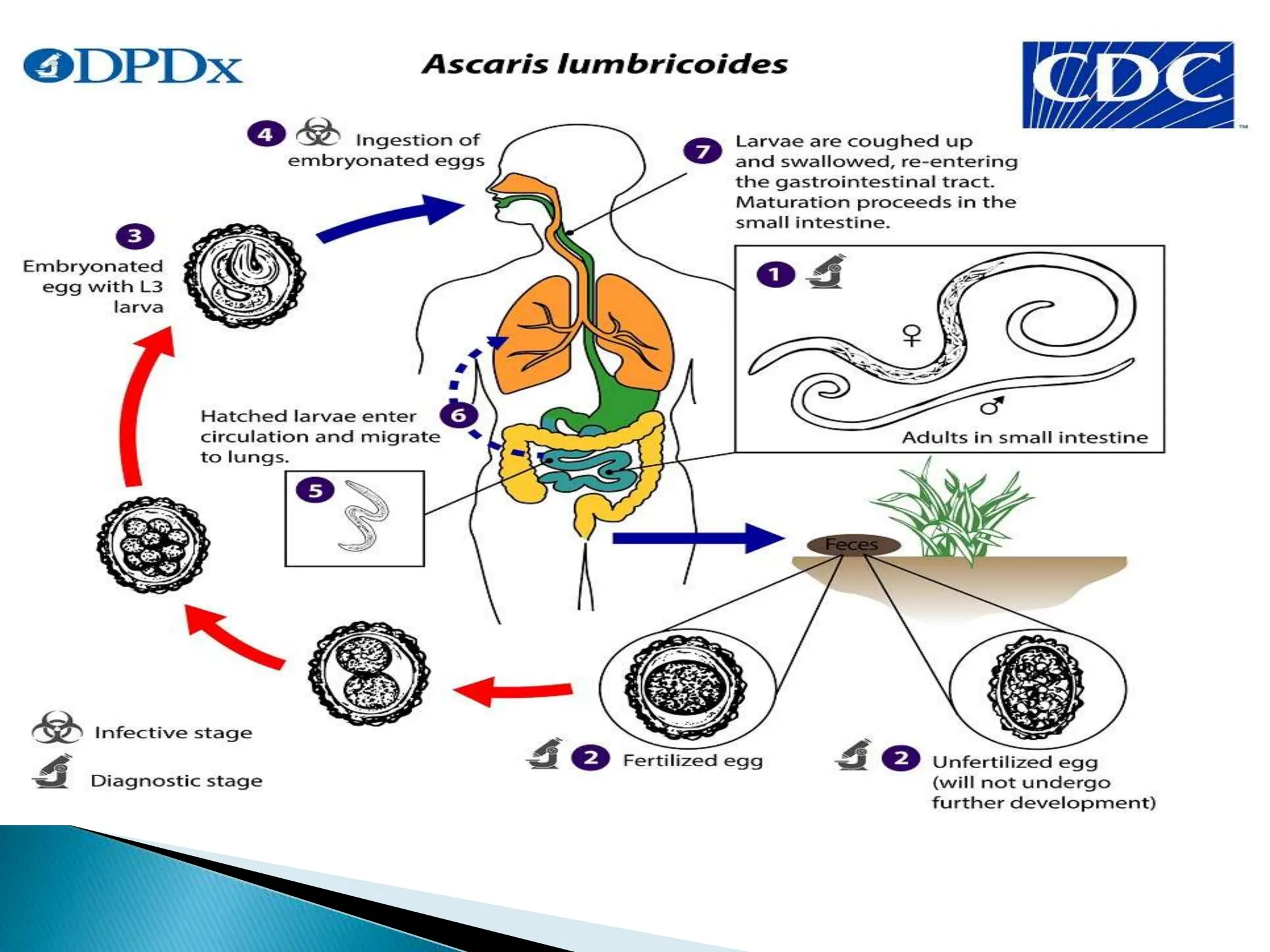 Round worms (Ascaris lumbricoides) introduction | PPT