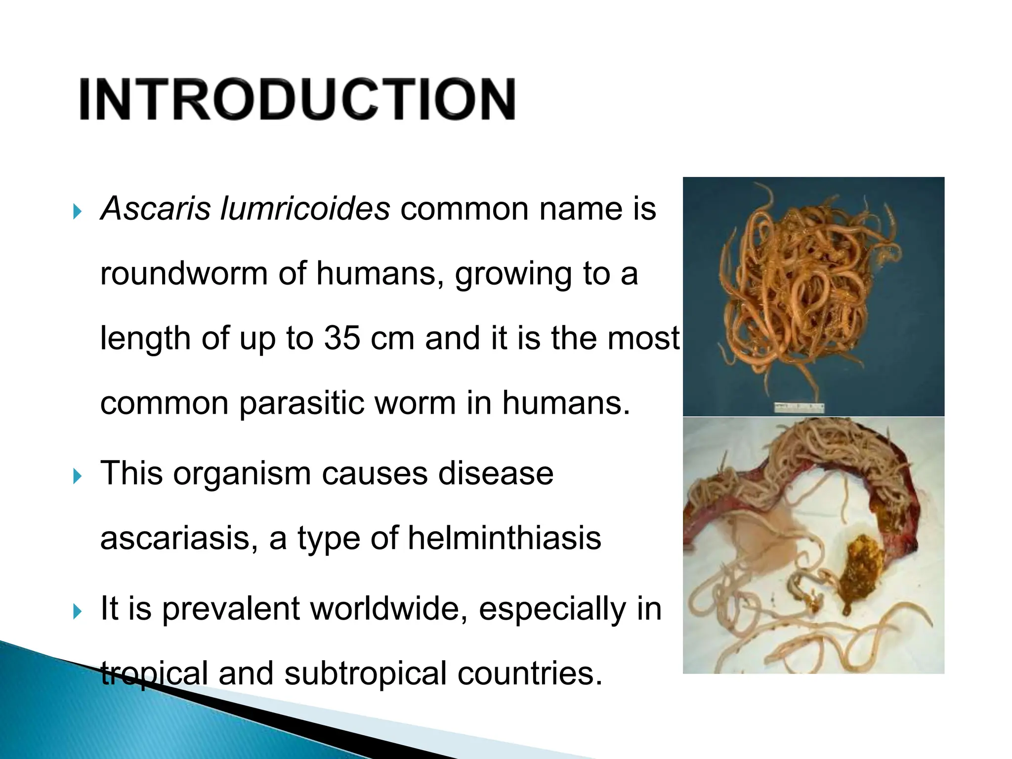 Round worms (Ascaris lumbricoides) introduction | PPT