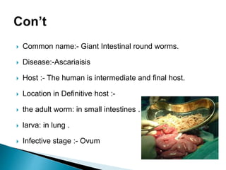 Round worms (Ascaris lumbricoides) introduction | PPTX