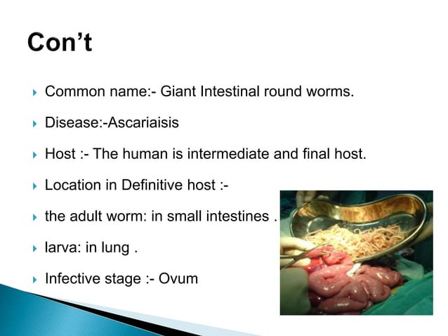 Round worms (Ascaris lumbricoides) introduction | PPT