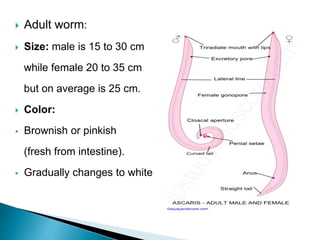 Round worms (Ascaris lumbricoides) introduction | PPTX