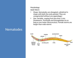 Ascaris.pptx useful for mbbs students... | PPT