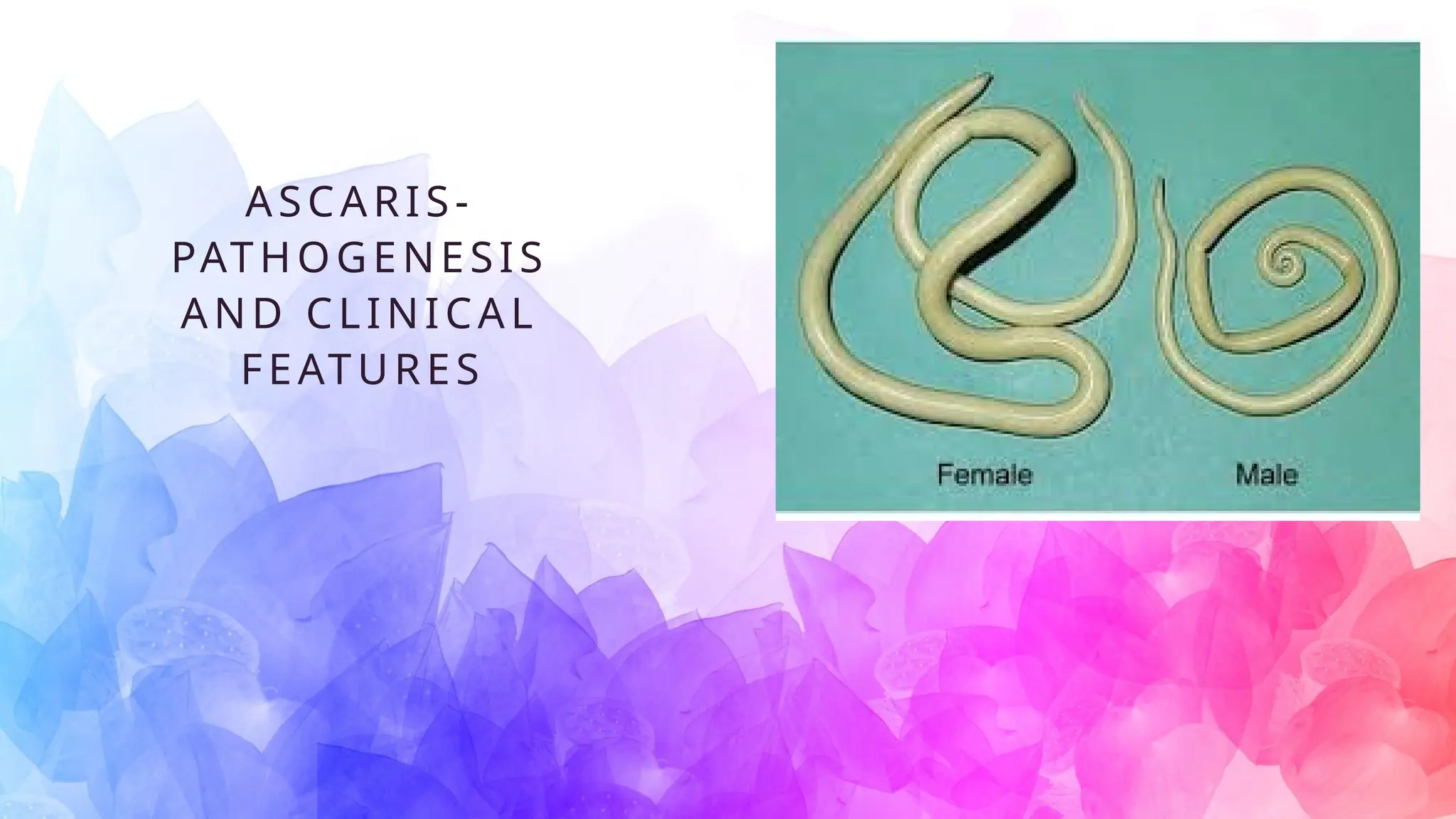 ASCARIS-PATHOGENESIS AND CLINICAL FEATURE.pptx