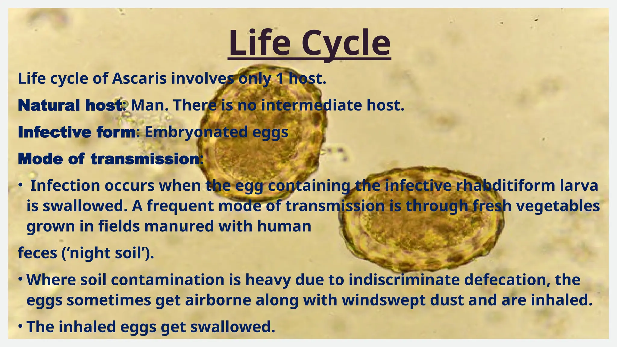 ASCARIS-PATHOGENESIS AND CLINICAL FEATURE.pptx