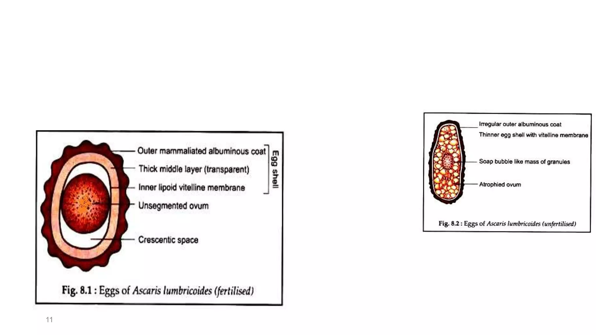 Ascaris Lumbricoides | PPTX
