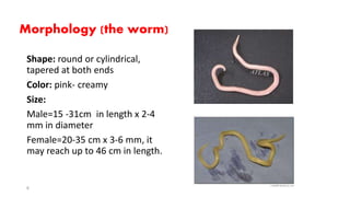 Ascaris Lumbricoides | PPTX