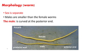 Ascaris Lumbricoides | PPTX