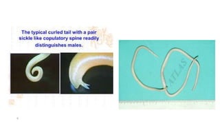 Ascaris Lumbricoides | PPTX