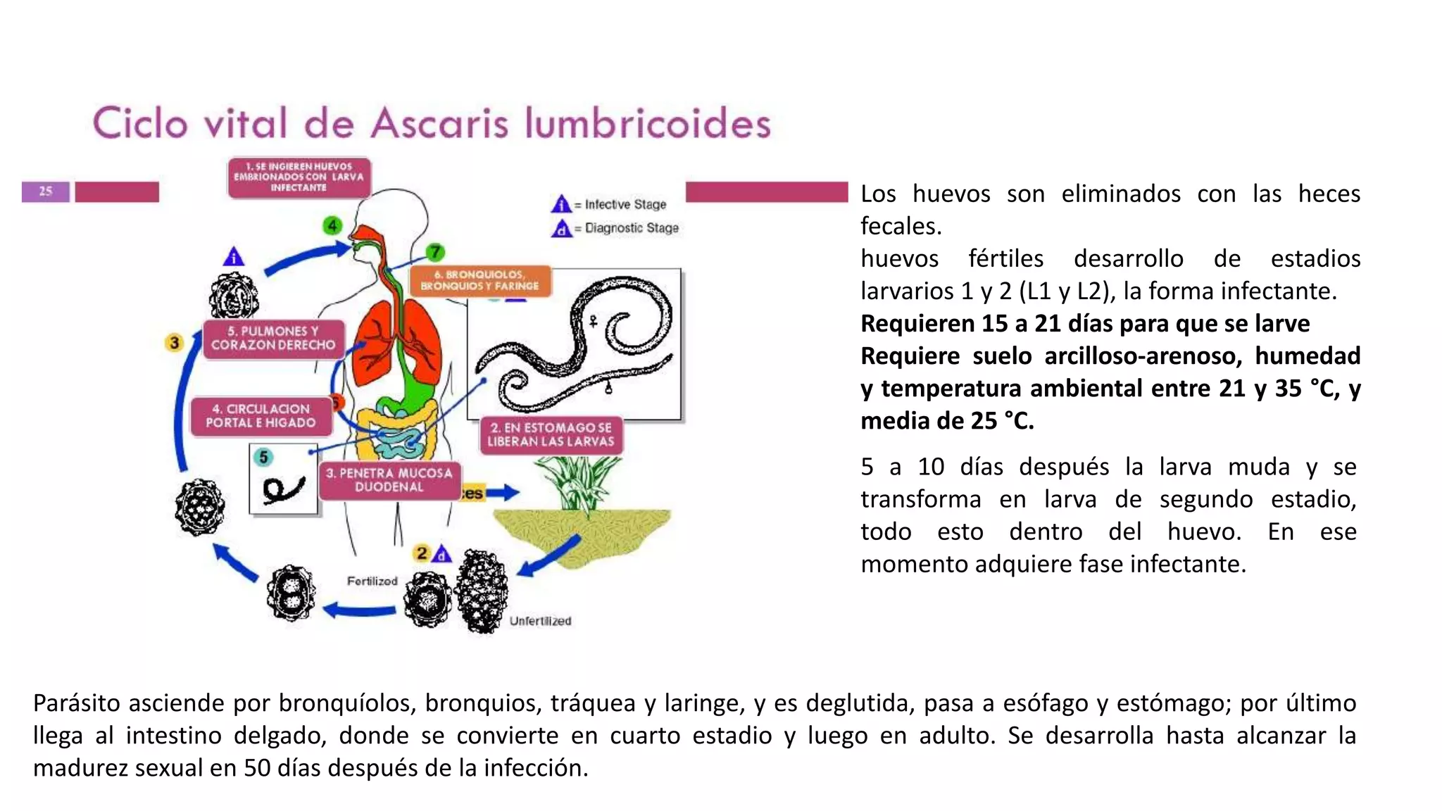 Ciclo De Vida Do Ascaris Lumbricoides