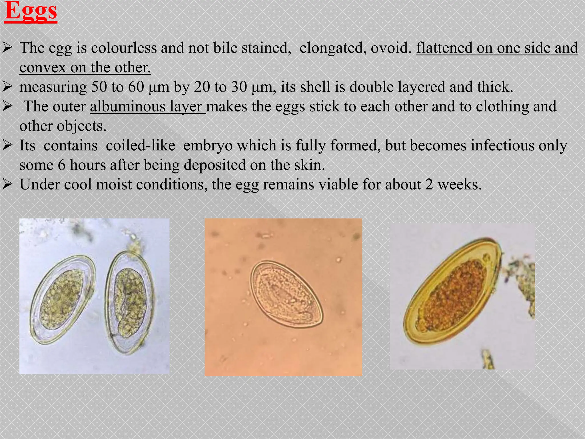 Parasitology Helmin Ascaris & Enterobius.pptx