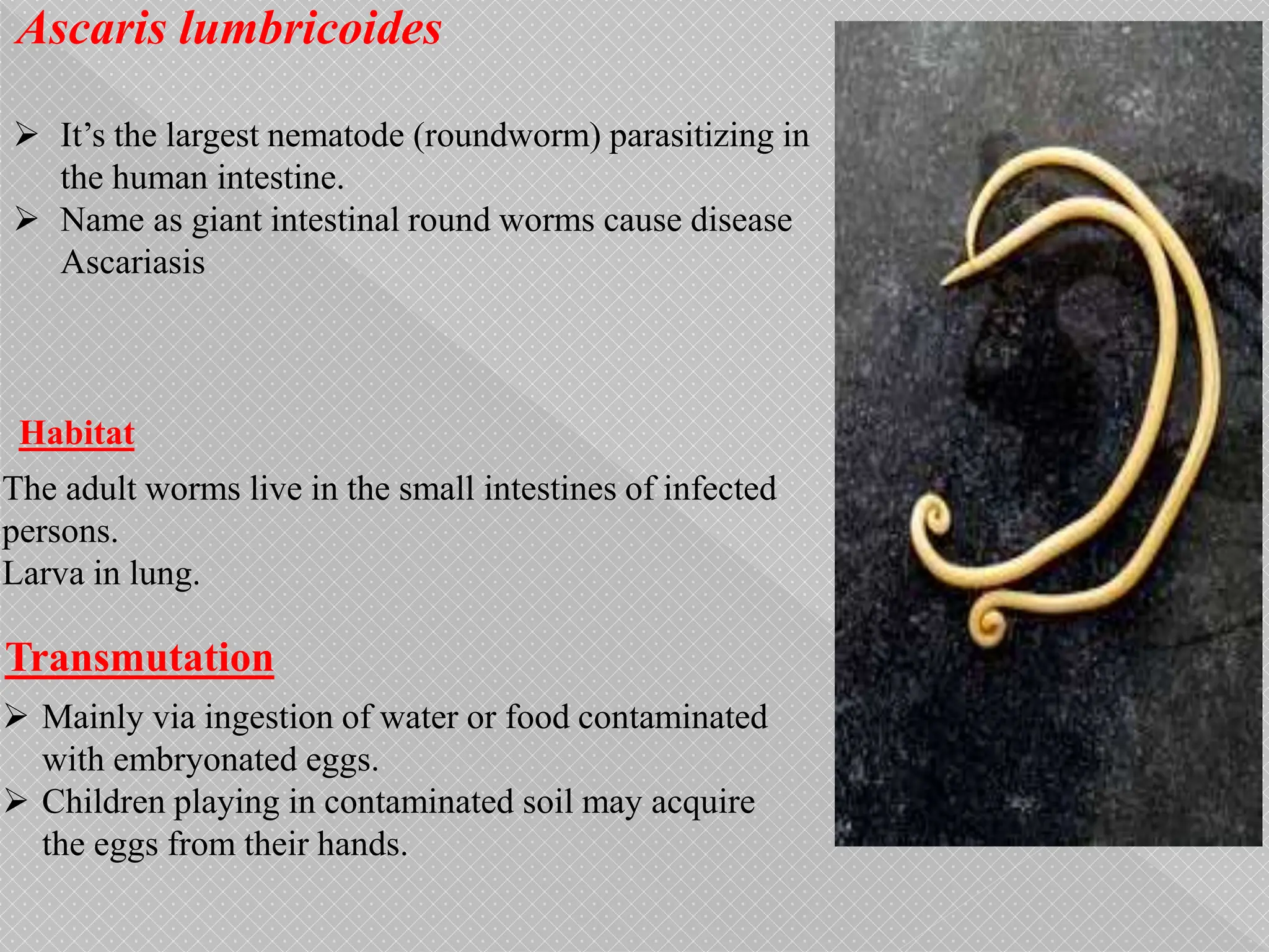 Parasitology Helmin Ascaris & Enterobius.pptx