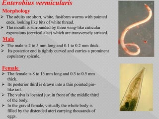 Parasitology Helmin Ascaris & Enterobius.pptx