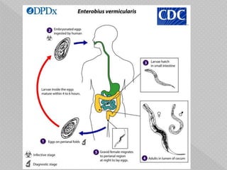 Parasitology Helmin Ascaris & Enterobius.pptx