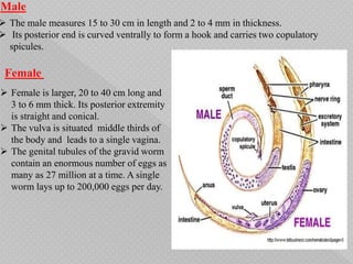 Parasitology Helmin Ascaris & Enterobius.pptx