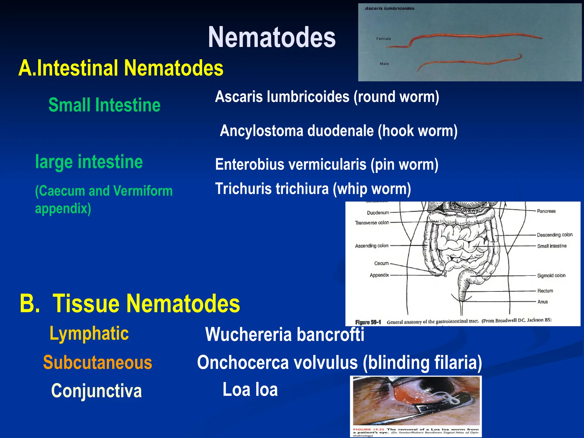 Ascaris, Enterobius, Hookworm and Trichrous 6.ppt