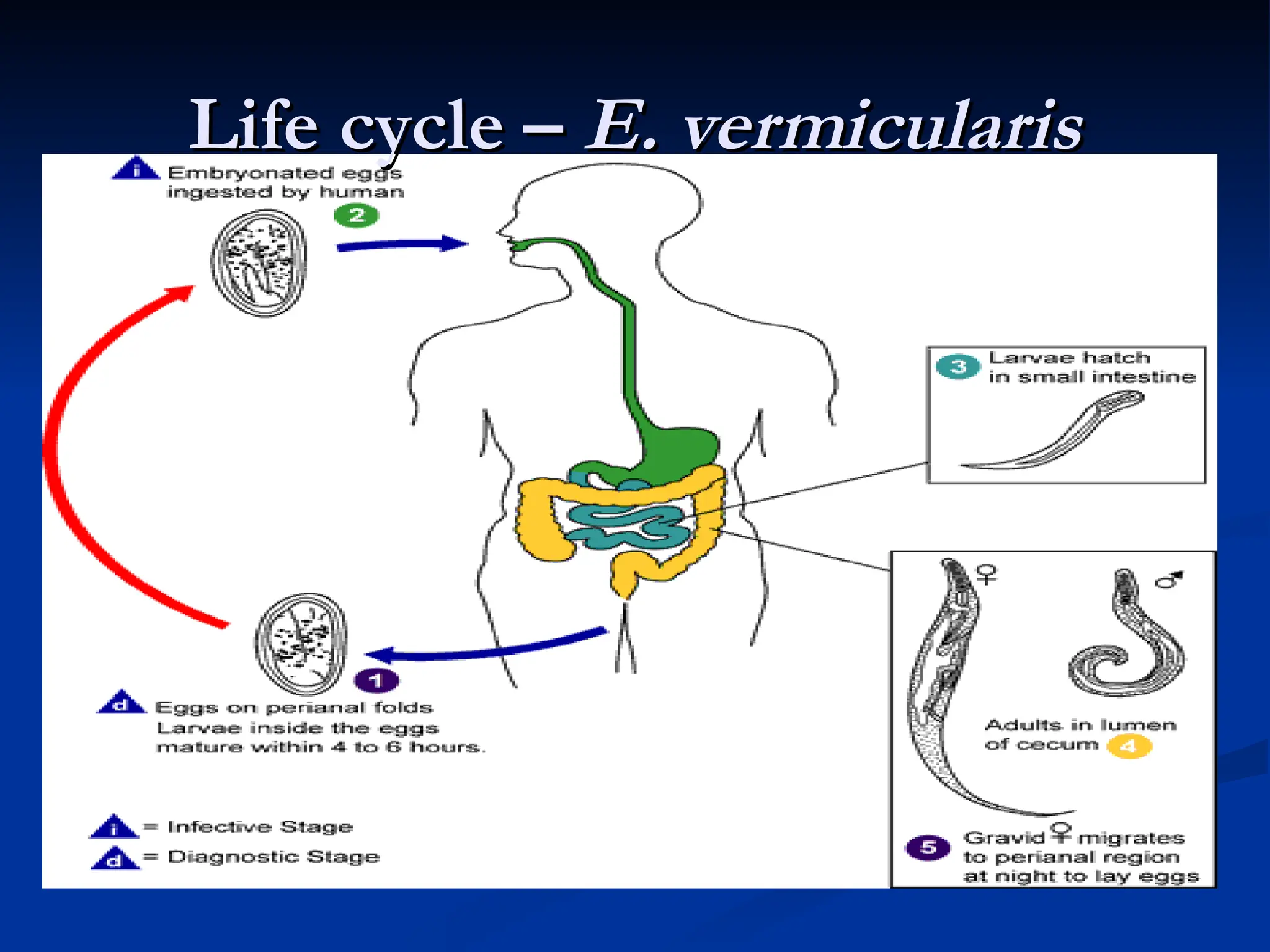 Ascaris, Enterobius, Hookworm and Trichrous 6.ppt