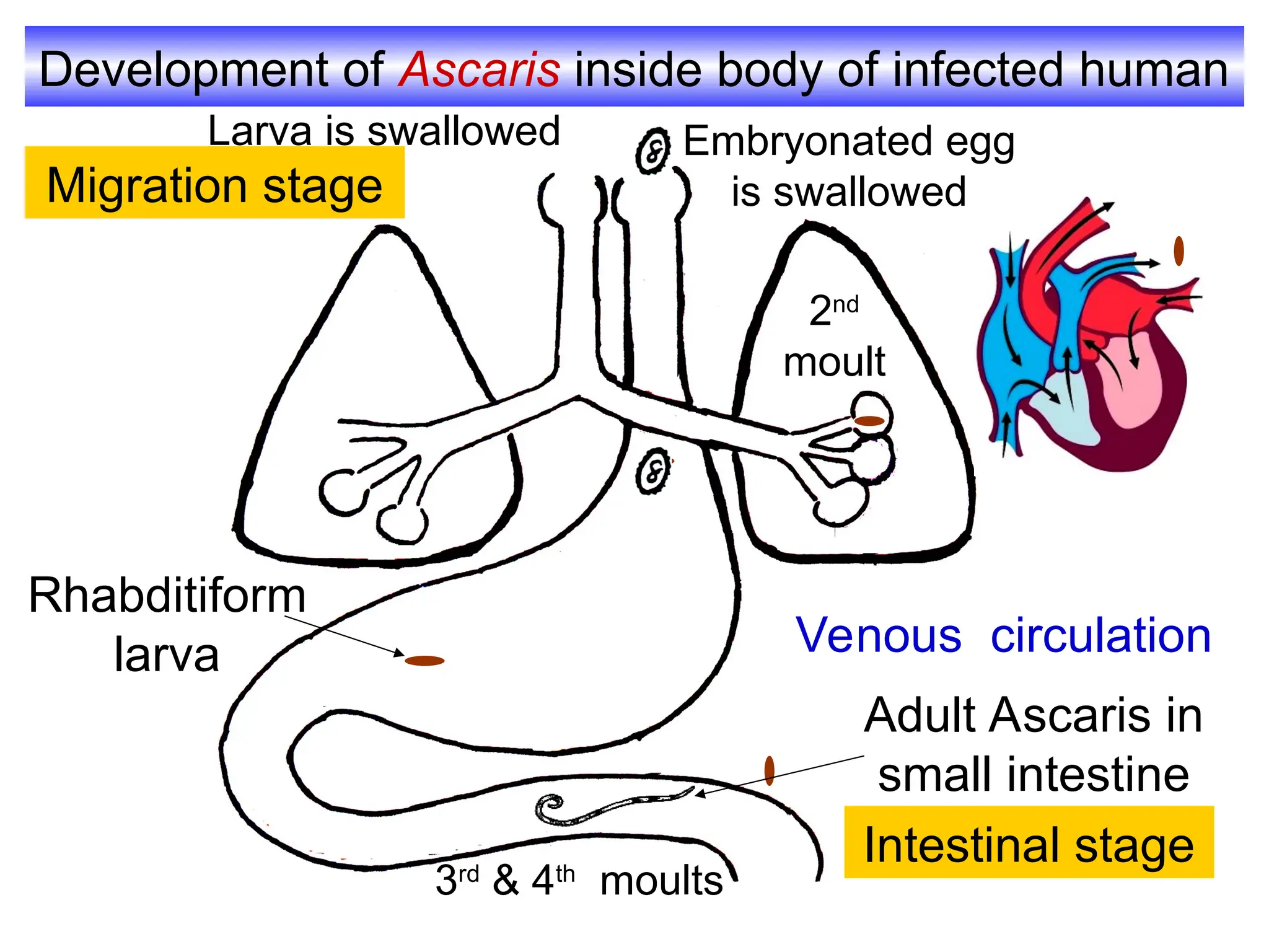Ascaris, Enterobius, Hookworm and Trichrous 6.ppt