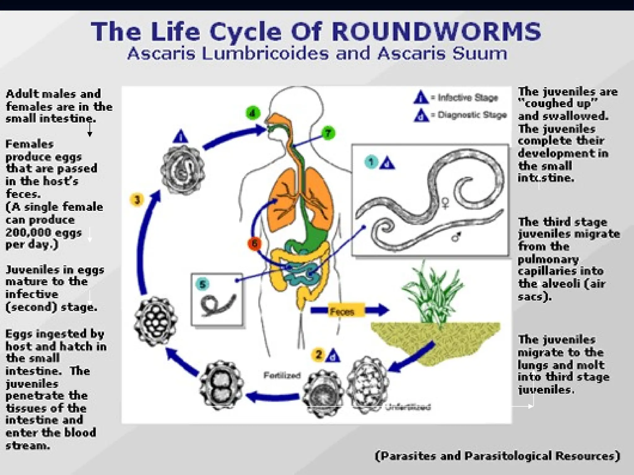 Life Cycle Of Ascaris Lumbricoides