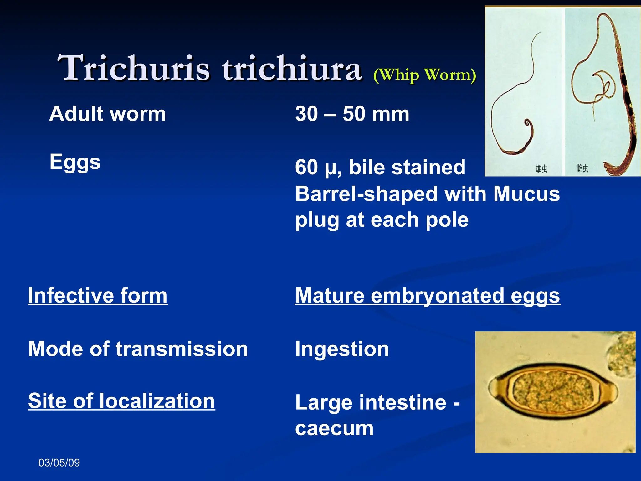 Ascaris, Enterobius, Hookworm and Trichrous 6.ppt