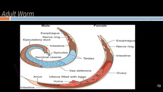 ASCARIS final ppt class.pptx