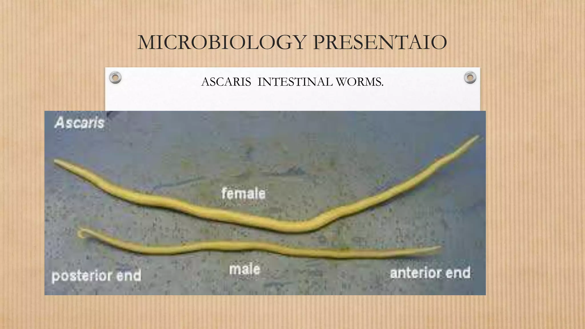 Ascaris intestinal worm | PPT
