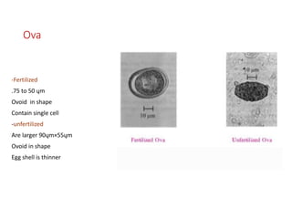 ASCARIS LUMBRIC-WPS Office.pptx