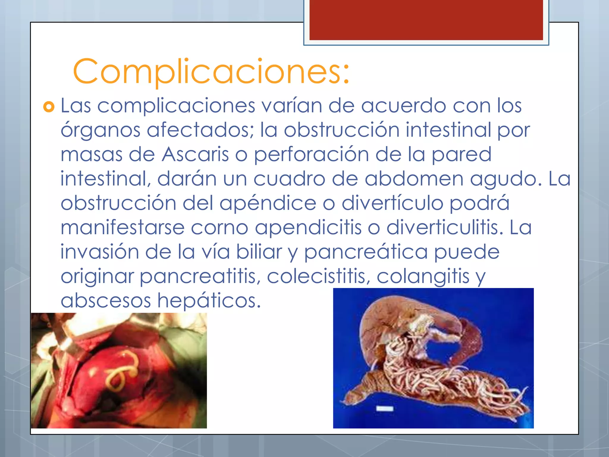 Ascaris lumbricoide | PPTX | Digestive Disorders | Diseases and Conditions