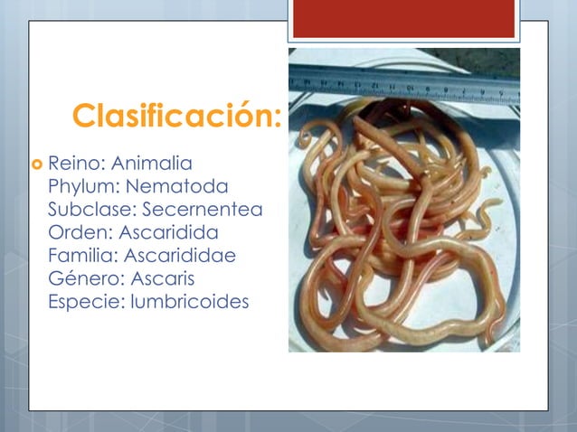 Ascaris lumbricoide | PPTX | Digestive Disorders | Diseases and Conditions