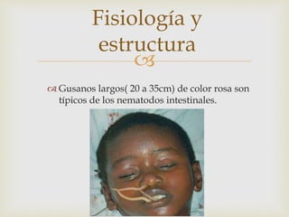 Ascaris lumbricoides | PPTX