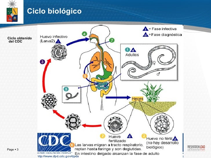 Ascaris Lumbricoides Cdc Ascaris Lumbricoides - Parasitologia