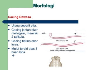 Ascaris lumbricoides | PPT