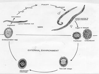 Ascaris Lumbricoides Cycle Life Roundworm Diagram Nematode Stages ...