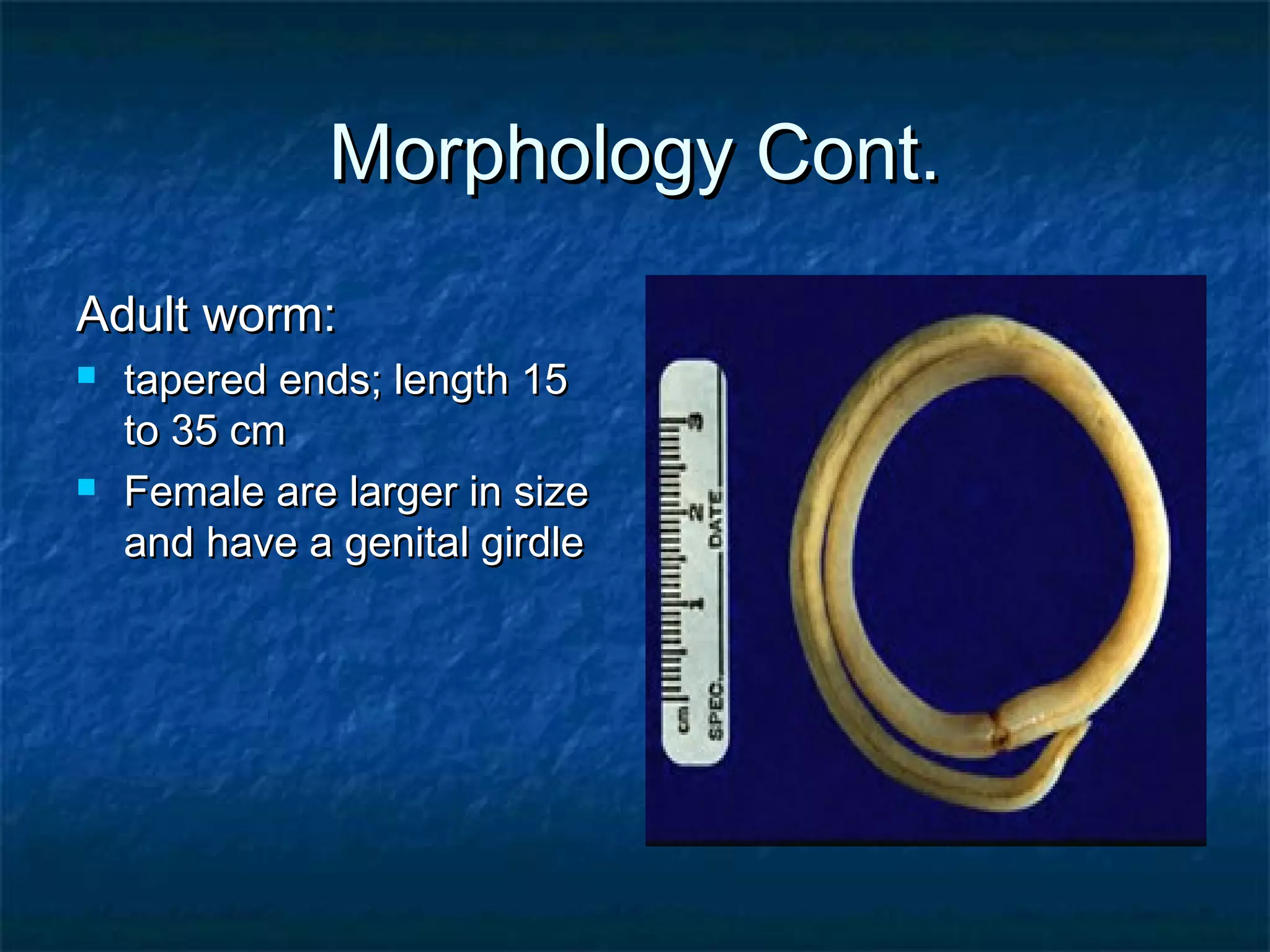 Ascaris lumbricoides | PPT